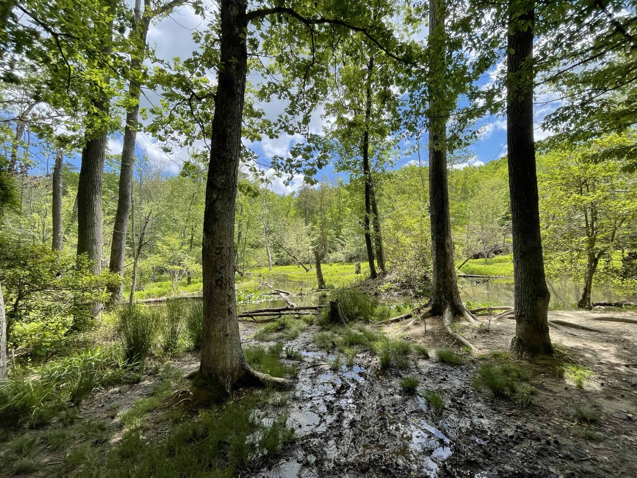 State Park Spotlight: Calvert Cliffs State Park - The Road Goes On Forever